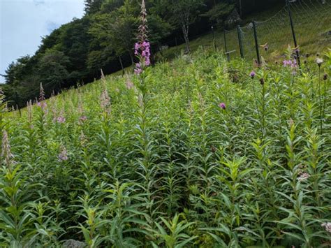 季節の便りヤナギラン咲き始めましたランプの山小屋 丸川荘
