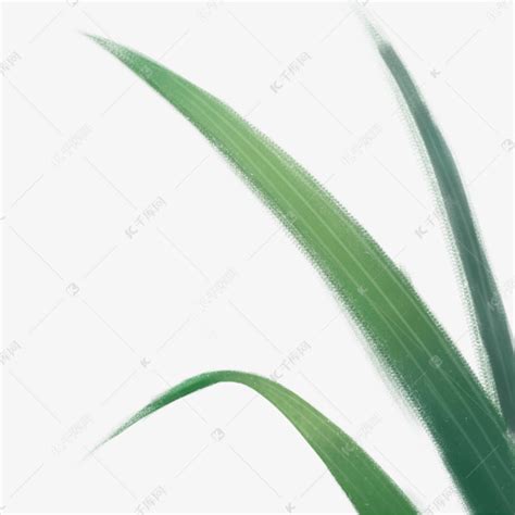 绿色草叶素材图片免费下载 千库网