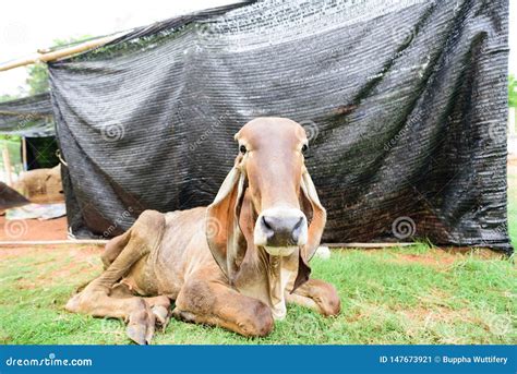 Brown Cow Lying Down On The Grass Stock Image Image Of Animal Ranch