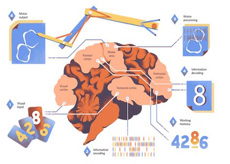 Neuro Robotics Neural Networks Are Connect Humans And Robots Robotics24 Blog