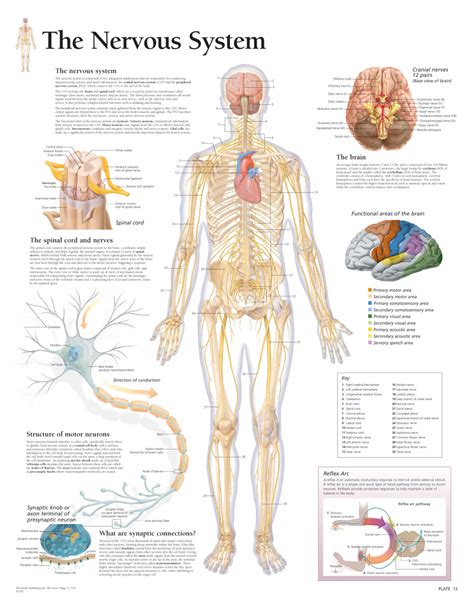 The Nervous System Anatomical Parts Charts