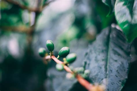 Yuk Kenalan Dengan Specialty Coffee Association Blog Buah Berdikari