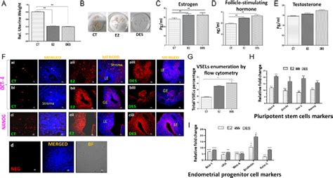 Effects Of Neonatal Exposure To Endocrine Disruption On Uterine