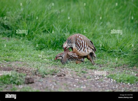 Birds Mating Hi Res Stock Photography And Images Alamy