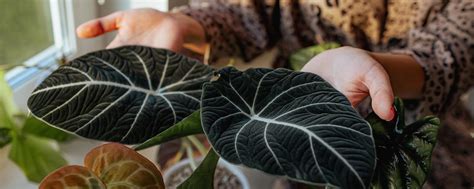 Landscaping Студия интерьерного озеленения Озеленение кафе