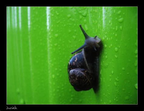 Exploring Snail V2 By 2uniek On Deviantart