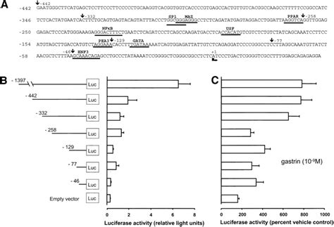 Activity Of Tff1 Luciferase Reporter Vectors In Ags G R Cells A 5 Download Scientific