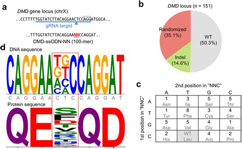 Site Specific Shuffling Of A Single Codon Sequence At Dmd Gene Locus In