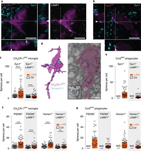 Mononuclear Phagocytes Remove Synapses A Orthogonal View Of A Download Scientific Diagram