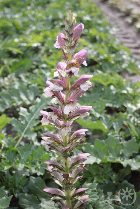 Acanthus Hungaricus White Lips Bouwmeester Vaste Planten