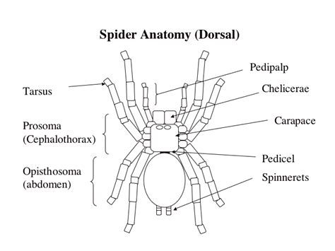 Parts Of An Arachnid