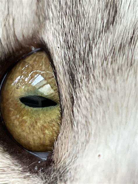 Is This Hair Or Worms In My Cats Eye Rcats
