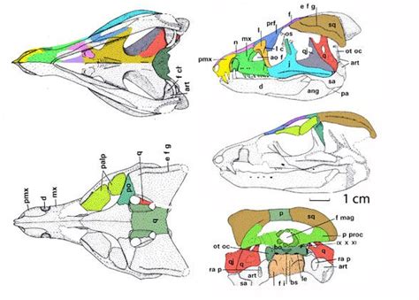 Protosuchus Skull