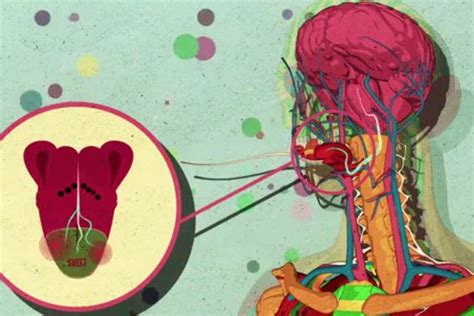 Watch An Animation Showing How Sugar Affects The Brain Eater