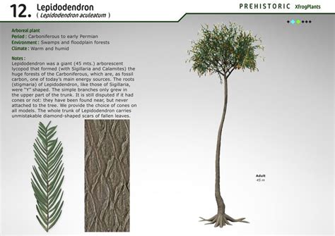 Lepidodendron Alchetron The Free Social Encyclopedia