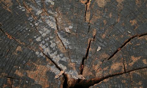 40 Natural Tree Stump Texture To Spice Up Your Design Naldz Graphics