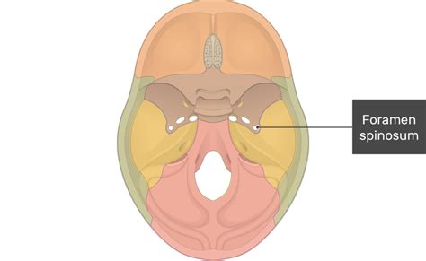 Foramen Spinosum Skull The Foramen Spinosum A Landmark In Middle
