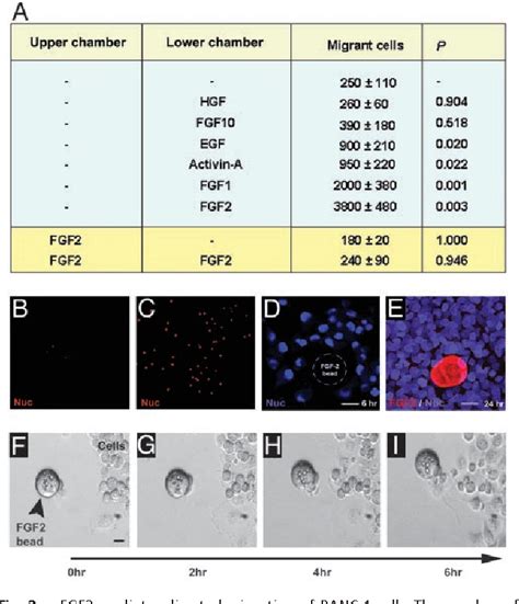 Figure 2 From Human Pancreatic Precursor Cells Secrete Fgf2 To