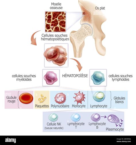 Hematopoiesis Physiological Process Allowing The Creation And Renewal