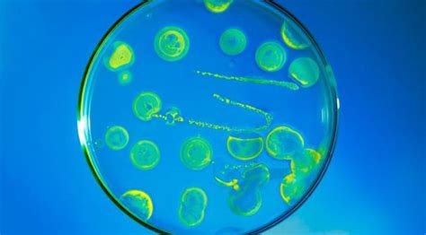 Coliform Bacteria In Water Thermotolerant Coliform Bacteria