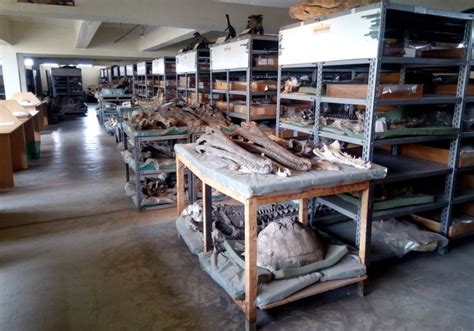 3 D Reconstructions Of National Museums Of Kenya Fossils