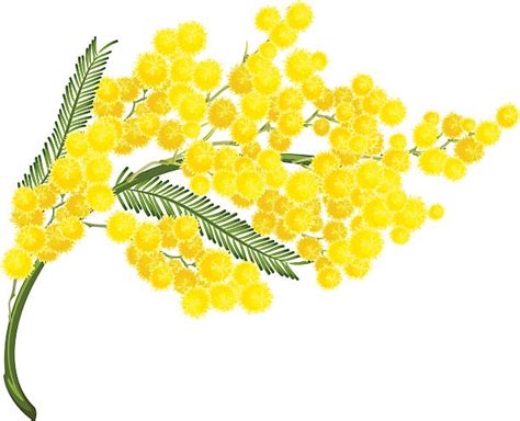 Wattle Illustrations Royalty Free Vector Graphics And Clip Art Istock