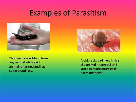Examples Of Commensalism Mutualism And Parasitism