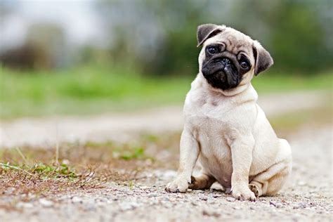 Las Razas De Perros Elegidas Por Adultos Mayores Como Mejores
