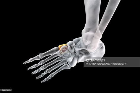 Medial Cuneiform Bone Illustration High Res Vector Graphic Getty Images