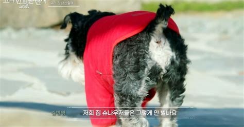 슈나우저는 3대 악마견 혹은 지x견 강형욱 잘 키운다면야”훈련사 결정적장면