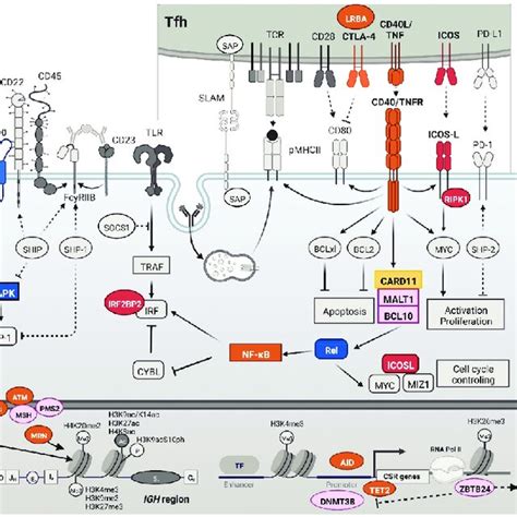 Main Cytokine Antigen Stimulations T Cell Cross Linkages Download Scientific Diagram