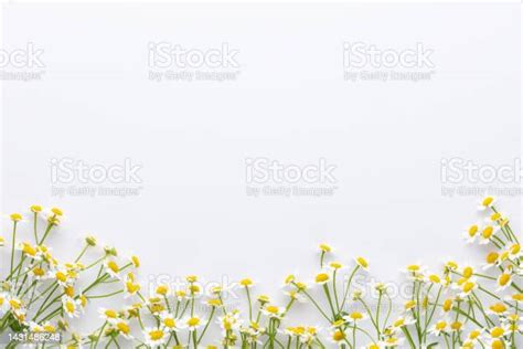 카모마일 프레임과 복사 공간이있는 배경 플랫 레이어 상단보기 카모마일에 대한 스톡 사진 및 기타 이미지 카모마일 0명