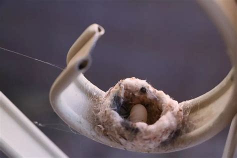How To Make A Hummingbird Nesting Platform My Bird Garden