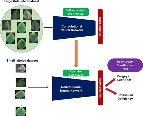 Illustration Of Self‐supervised Transfer Learning Using A Hypothetical
