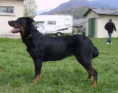 Chien Elevage Berger De Beauce Du Mont Farmer