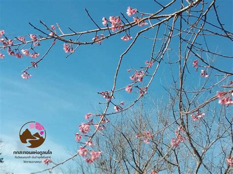 Photo Gallery ผลดอกแลว นางพญาเสอโครงภลมโล คาดชมพทงเขา 20