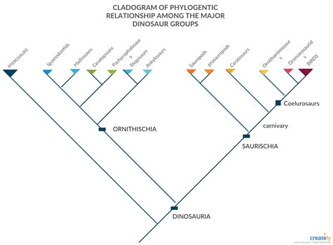 Cladogram Classic Creately Word Template Templates Words
