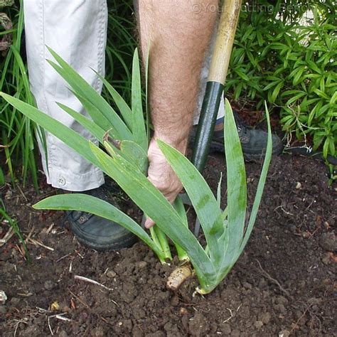 How To Divide Early Summer Flowering Iris