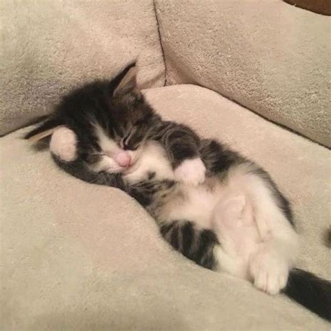 ㅅ Котята Милые котики Белые котята