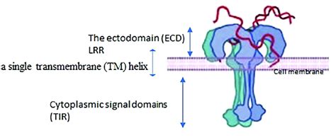 Full Length Tlr Structure The Extracellular Domain Is Composed Of The