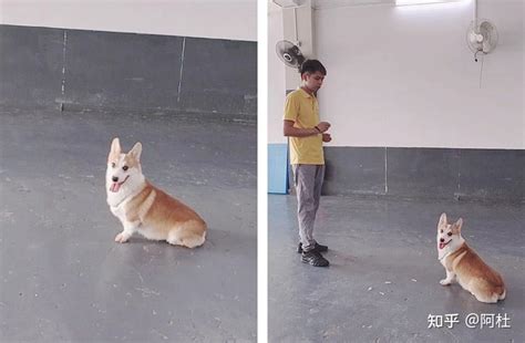 狗狗老是喜欢在家乱咬，怎么通过宠物训练让它变乖？ 知乎