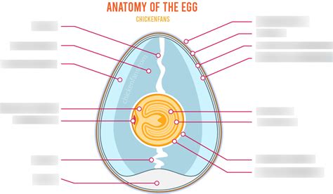 Chicken Egg Anatomy Diagram Quizlet