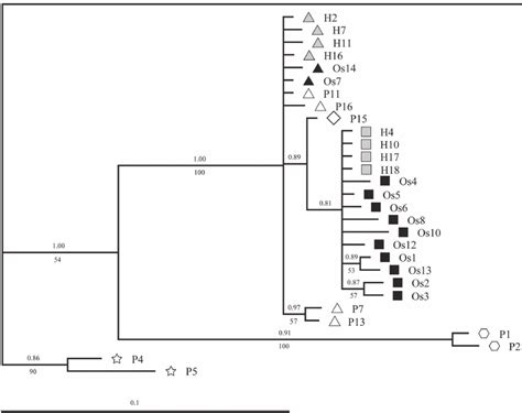 Bayesian Phylogram Based On Sequences Of The Mitochondrial Cytochrome B