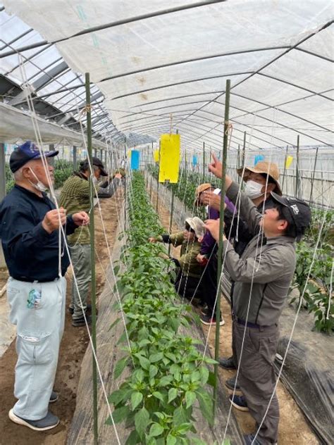 ピーマン誘引作業 社会福祉法人 大分県社会福祉事業団