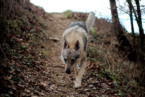 Chien loup Tchécoslovaque Tout savoir sur cette race DogsPlanet