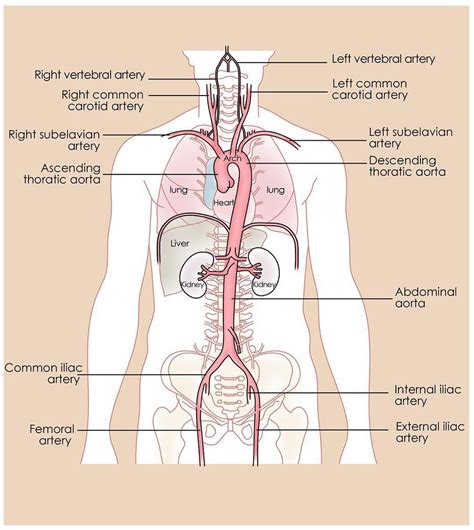 The Aorta Is The Largest Artery In The Body The Aorta Begins At The