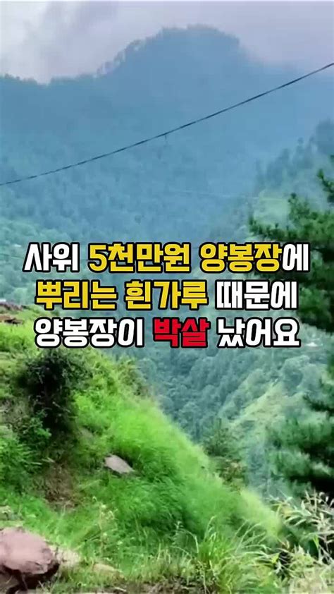 사별한 사위 박살난 5천만원 시골 양봉장 흰가루의 정체는 꿀벌응애 다음 루프