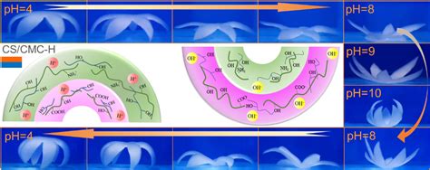 扬州大学吴德峰教授团队 Acs Ami：双层多糖水凝胶的异质性调控以实现多模式的驱动与传感 中国聚合物网科教新闻