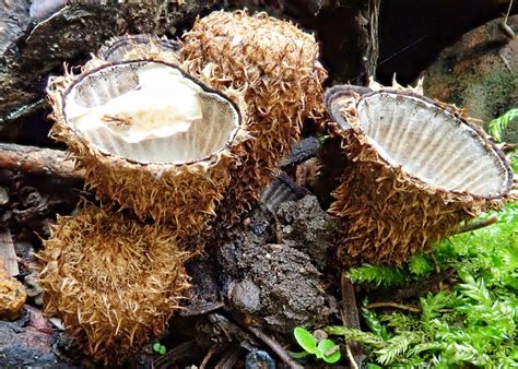 Cyathus Striatus Fluted Birds Nest Fungi 10000 Things Of The