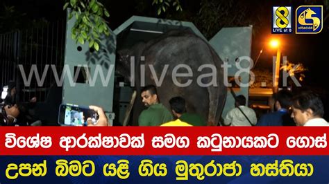 විශේෂ ආරක්ෂාවක් සමග කටුනායකට ගොස් උපන් බිමට යළි ගිය මුතුරාජා හස්තියා